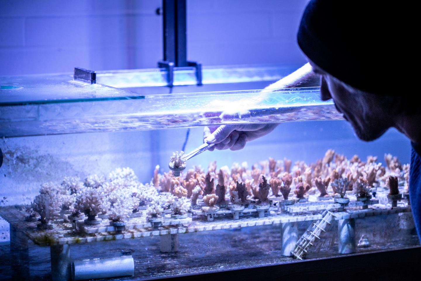 Coral Growing Tank [IMAGE] | EurekAlert! Science News Releases