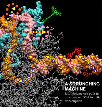 RNA Polymerase Transcription [IMAGE] | EurekAlert! Science News Releases