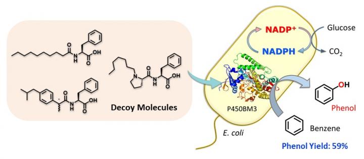 Phenol Production Using Bacter [IMAGE] | EurekAlert! Science News Releases