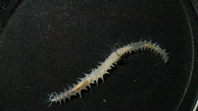 'Mouth Fighting' Worms Causing a Ruckus | EurekAlert!