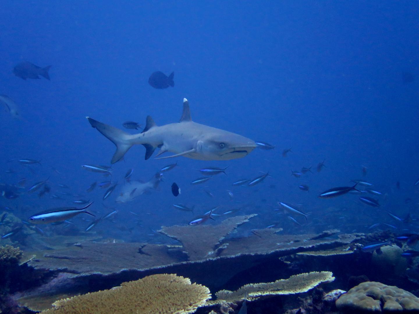 Special Issue: Ocean Climate Change (4 of 21) | EurekAlert!