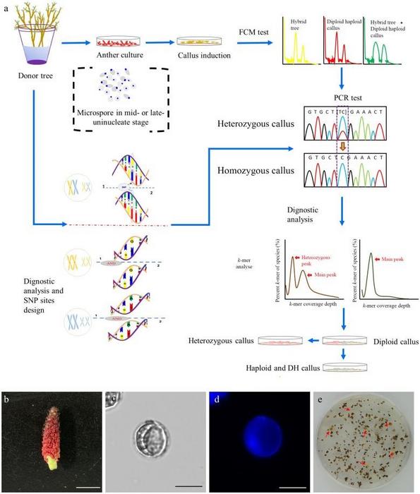 Breakthrough in poplar genomics: Nearly gap-f | EurekAlert!