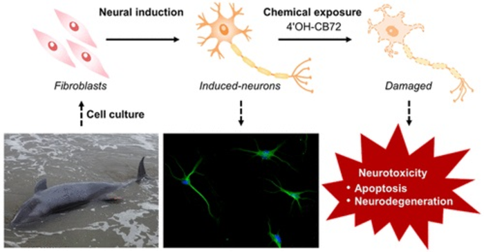 Reprogrammed whale neurons predict neurotoxic | EurekAlert!