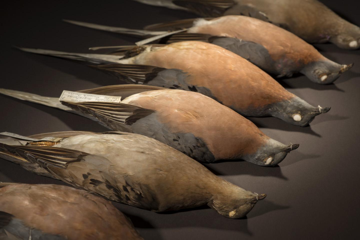Passenger Pigeon Case Study: How Even Large, | EurekAlert!
