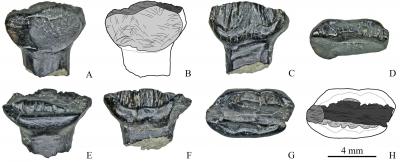Stegosaurus teeth from Eastern Siberia show h | EurekAlert!