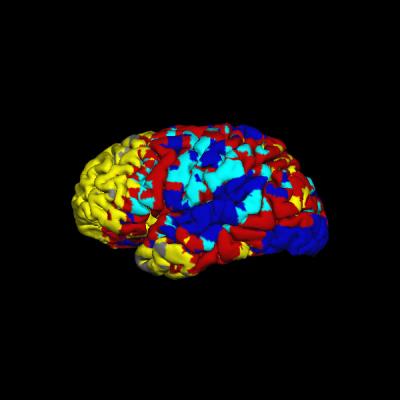 Resting State Network [IMAGE] | EurekAlert! Science News Releases