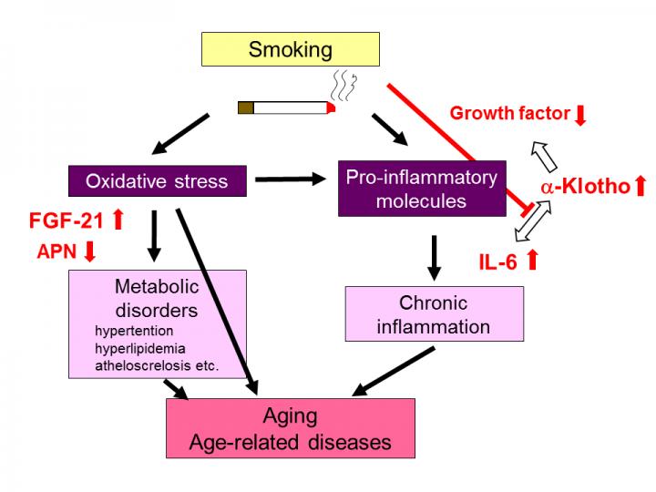 Smoking and Aging [IMAGE] | EurekAlert! Science News Releases