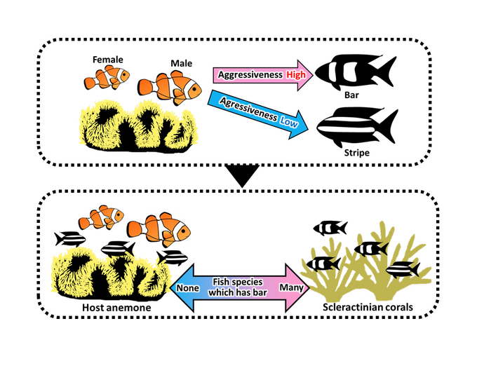Anemonefish display aggression [IMAGE] | EurekAlert! Science News Releases