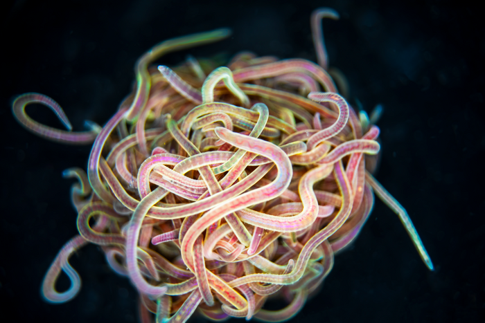 Unraveling the mathematics behind wiggly worm | EurekAlert!