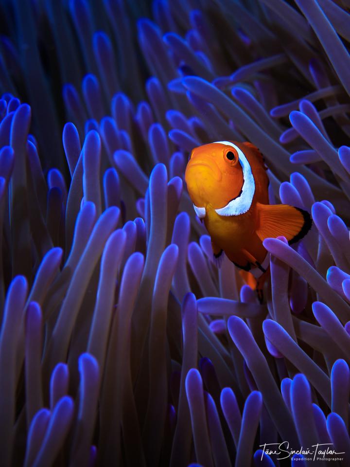 Finding Nemo's Genes (2 of 2) [IMAGE] | EurekAlert! Science News Releases