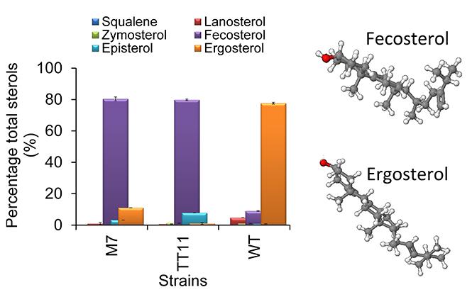 Sterol Composition [IMAGE] | EurekAlert! Science News Releases