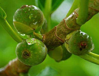 Figs [IMAGE] | EurekAlert! Science News Releases