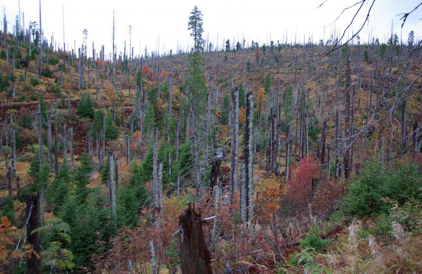 Damages in Natural Forests [IMAGE] | EurekAlert! Science News Releases