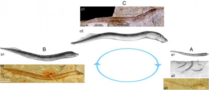 Lamprey Life Cycle [IMAGE] | EurekAlert! Science News Releases