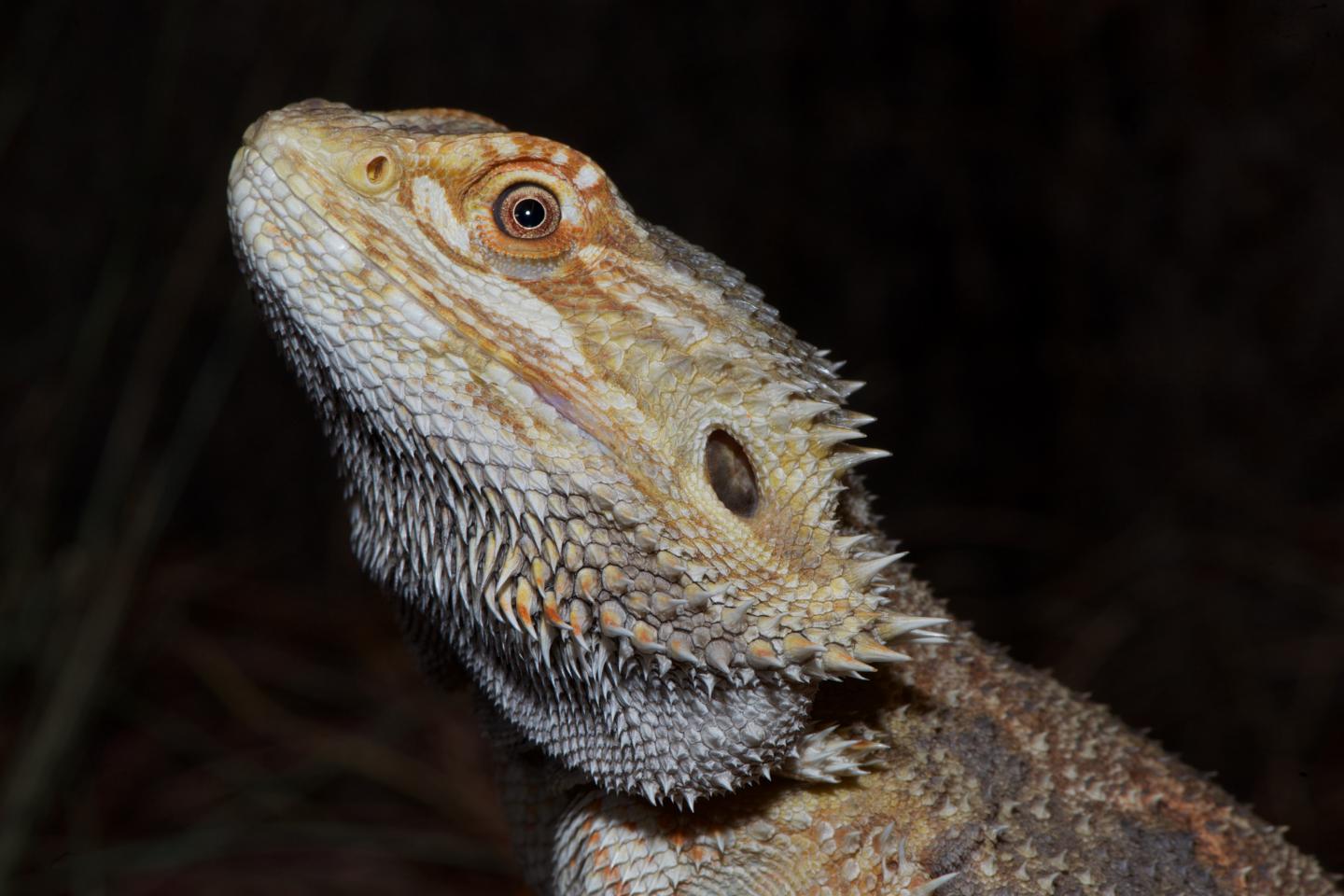 Reptile Scales, Bird Feathers, [IMAGE] | EurekAlert! Science News Releases