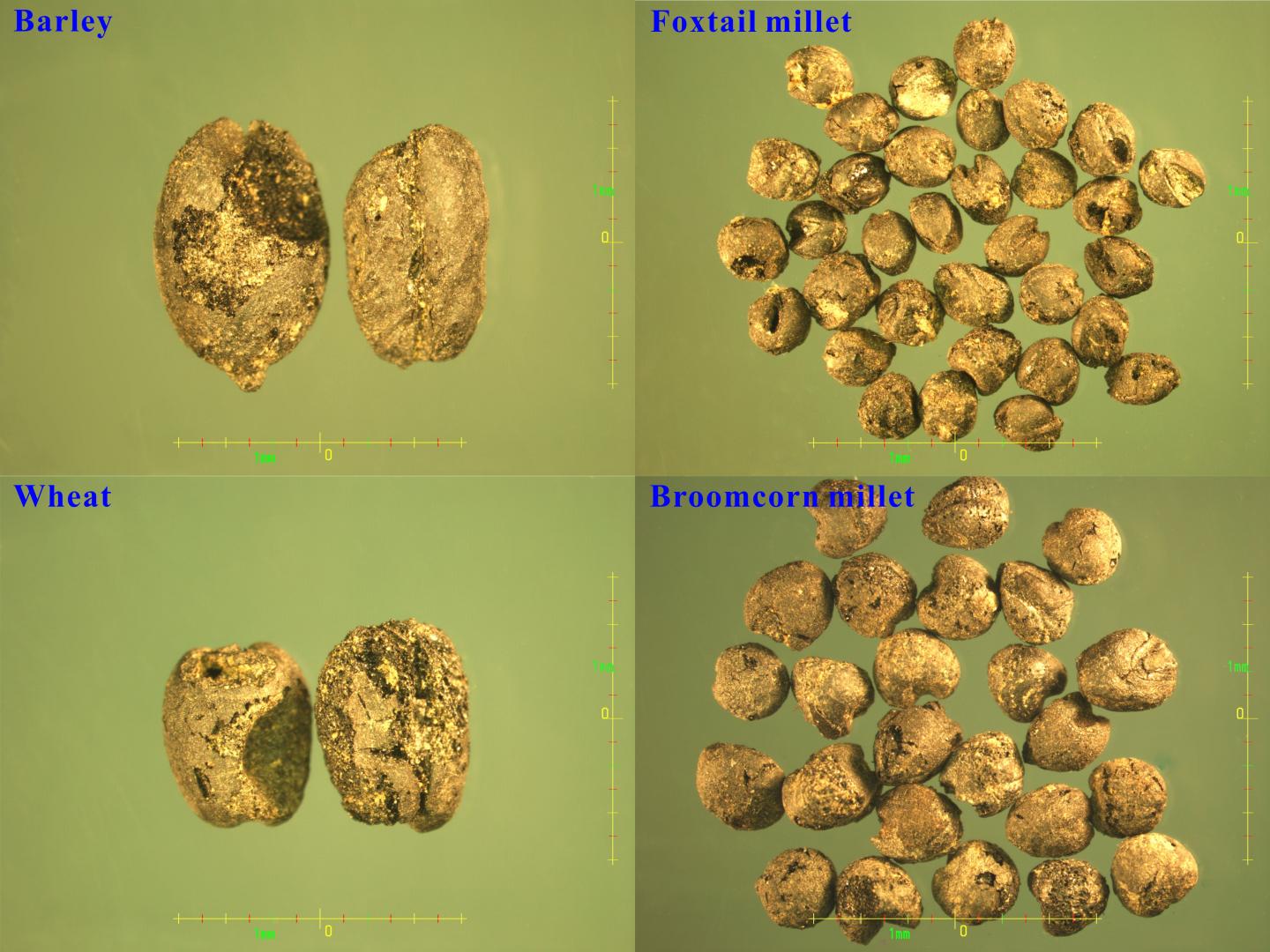 Humans Needed Barley to Reach the Roof of the | EurekAlert!