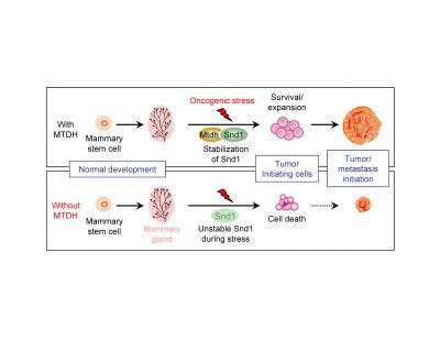 The Role of MTDH and SND1 [IMAGE] | EurekAlert! Science News Releases
