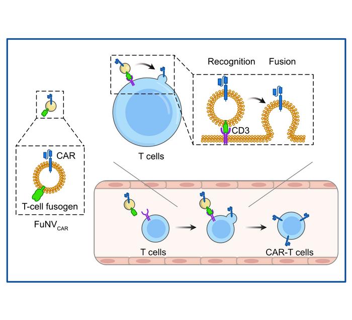 In vivo production of CAR-T cells using virus | EurekAlert!