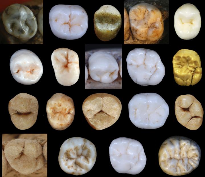 Dental Evolution Sets a Divergence Time for N | EurekAlert!