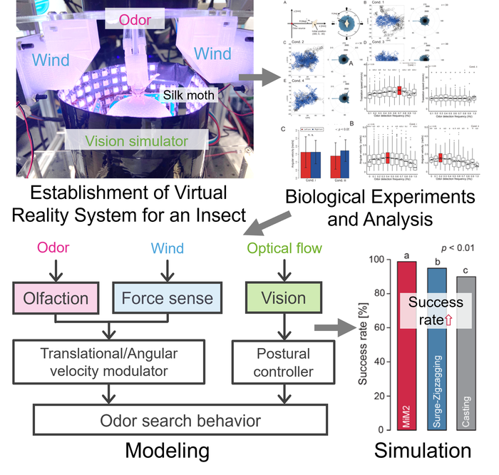 A moth’s virtual reality | EurekAlert!