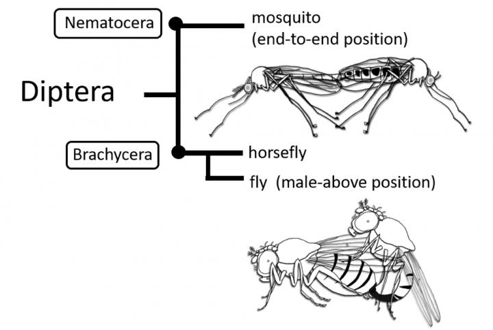 A real turn on: Evolutionary rotation of fly | EurekAlert!