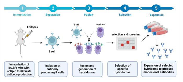 Hybridoma technology [IMAGE] | EurekAlert! Science News Releases