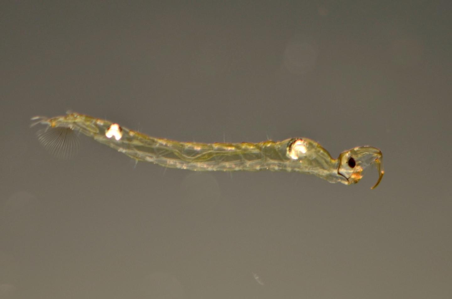 How water fleas detect predators | EurekAlert!