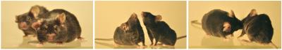 Stressed Mice Show What It Tak [IMAGE] | EurekAlert! Science News Releases