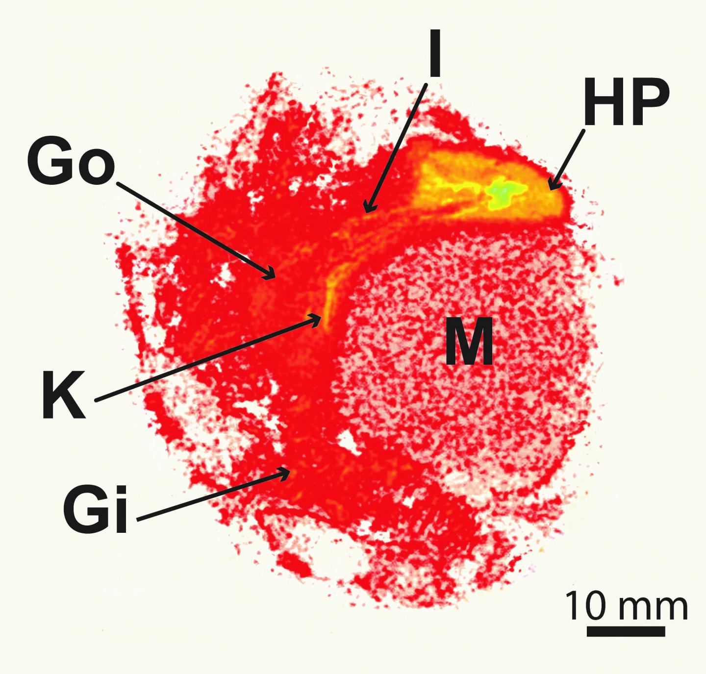 Scallop Scan [IMAGE] | EurekAlert! Science News Releases