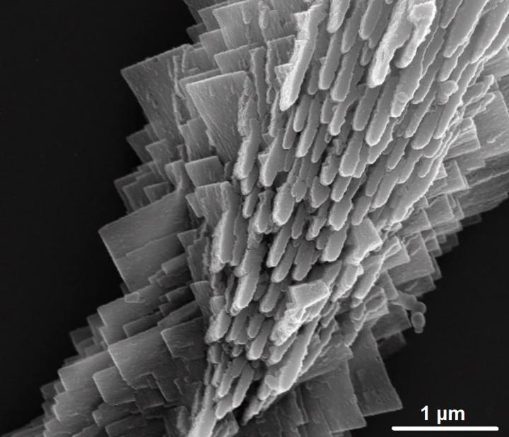 Biomimetic Mineral Self-Organization from Sil | EurekAlert!
