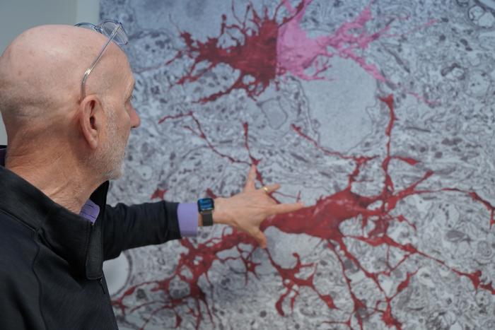 Spirou-identifying-synapses [IMAGE] | EurekAlert! Science News Releases