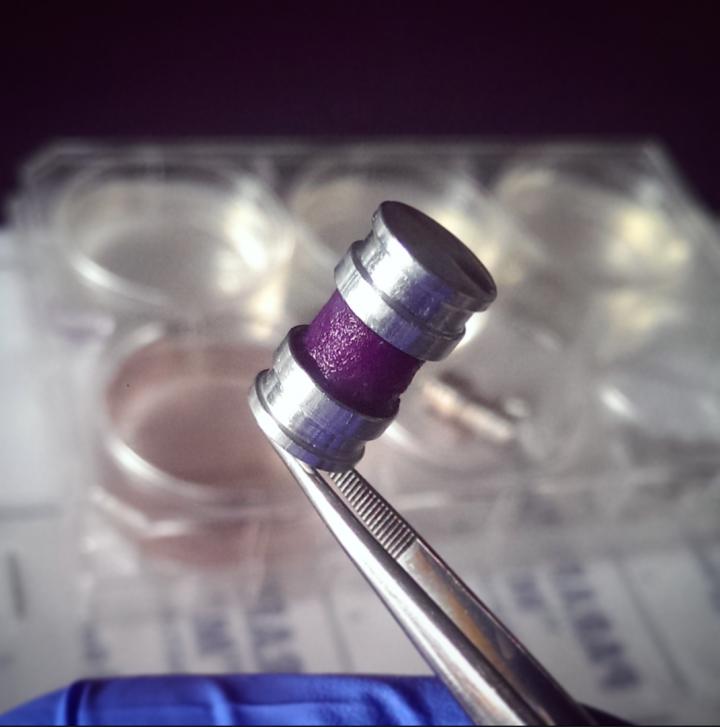 Rolled-up Strip of Engineered [IMAGE] | EurekAlert! Science News Releases