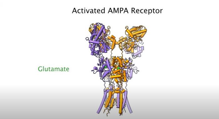 AMPA receptor [IMAGE] | EurekAlert! Science News Releases