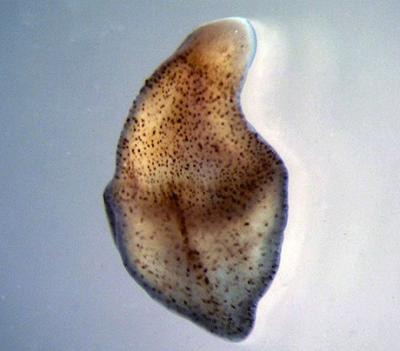 The Xenoturbella bocki [IMAGE] | EurekAlert! Science News Releases