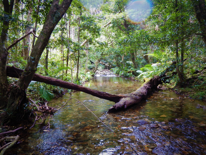Wet Tropics, Queensland [IMAGE] | EurekAlert! Science News Releases