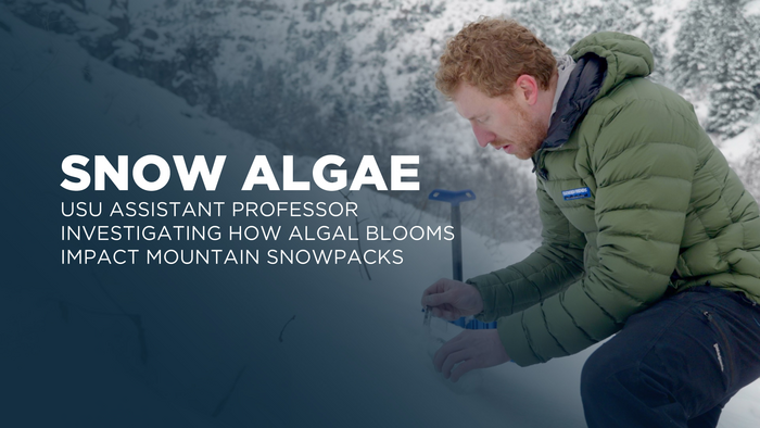 Snow algae: investigating how algal blooms im | EurekAlert!