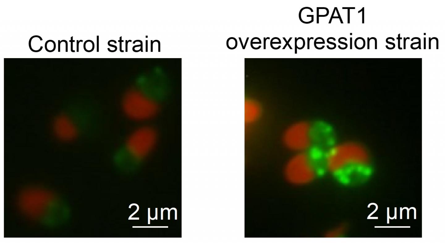 Algal oil accumulation through [IMAGE] | EurekAlert! Science News Releases