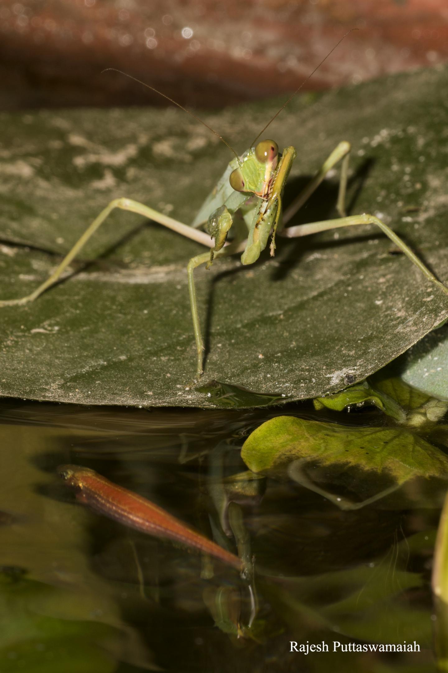 The Observed Mantis, Hierod [IMAGE] | EurekAlert! Science News Releases