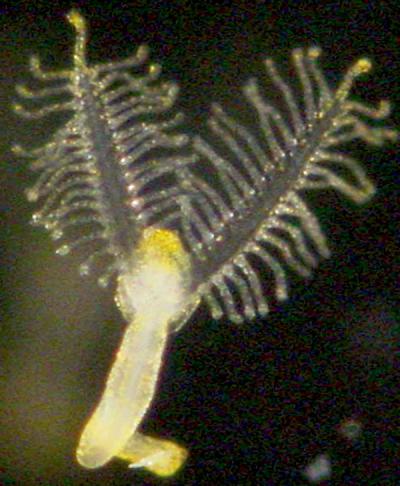 Rhabdopleura compacta [IMAGE] | EurekAlert! Science News Releases