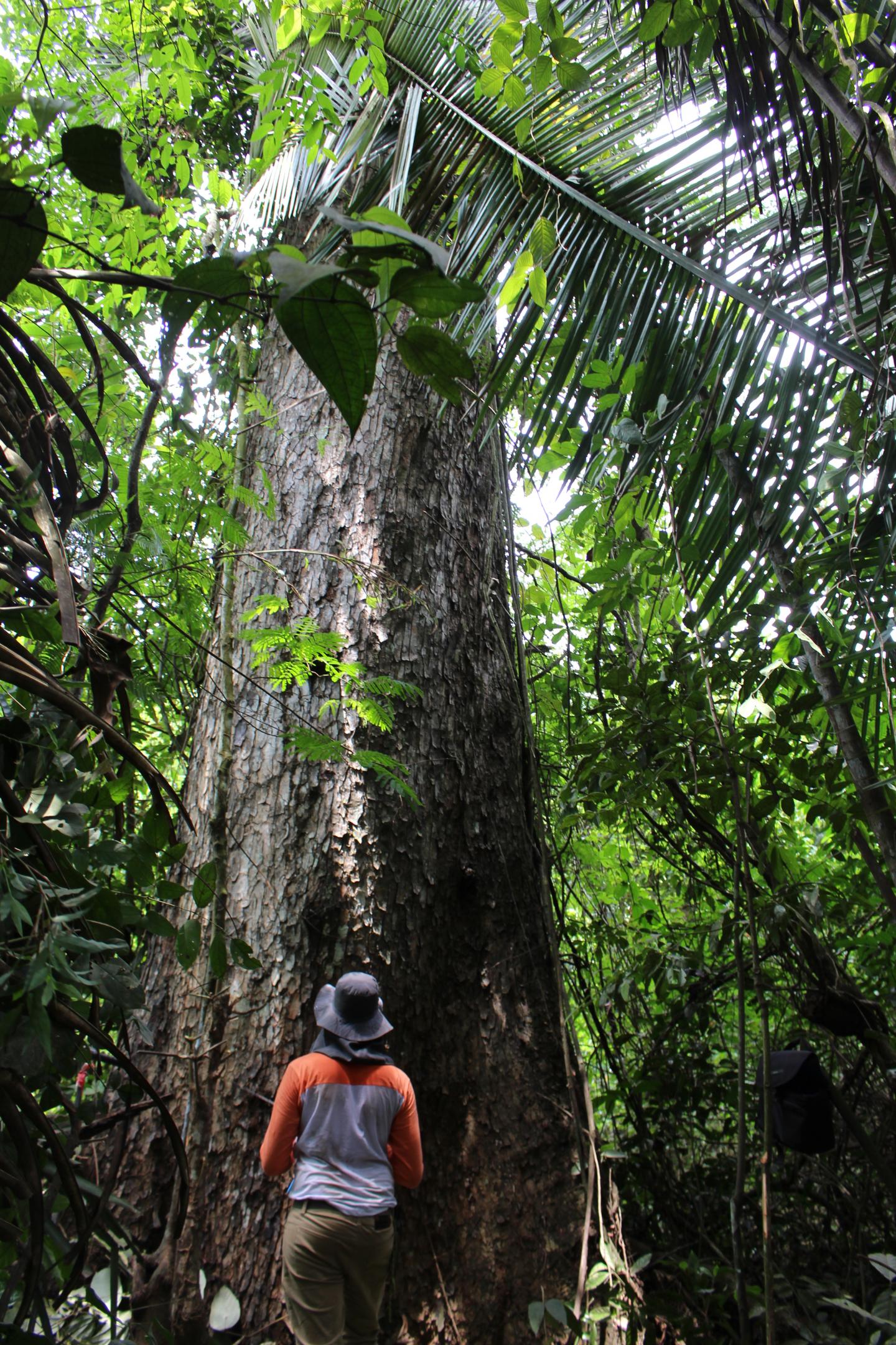 Sampling Brazil Nut Tree [IMAGE] | EurekAlert! Science News Releases