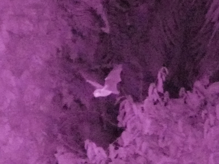 Lesser Short Nosed Fruit Bat Image Eurekalert Science News Releases