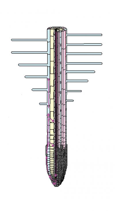 Diagram of a Root [IMAGE] | EurekAlert! Science News Releases
