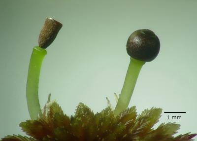How Exploding Moss Launches Its Spores (3 of | EurekAlert!