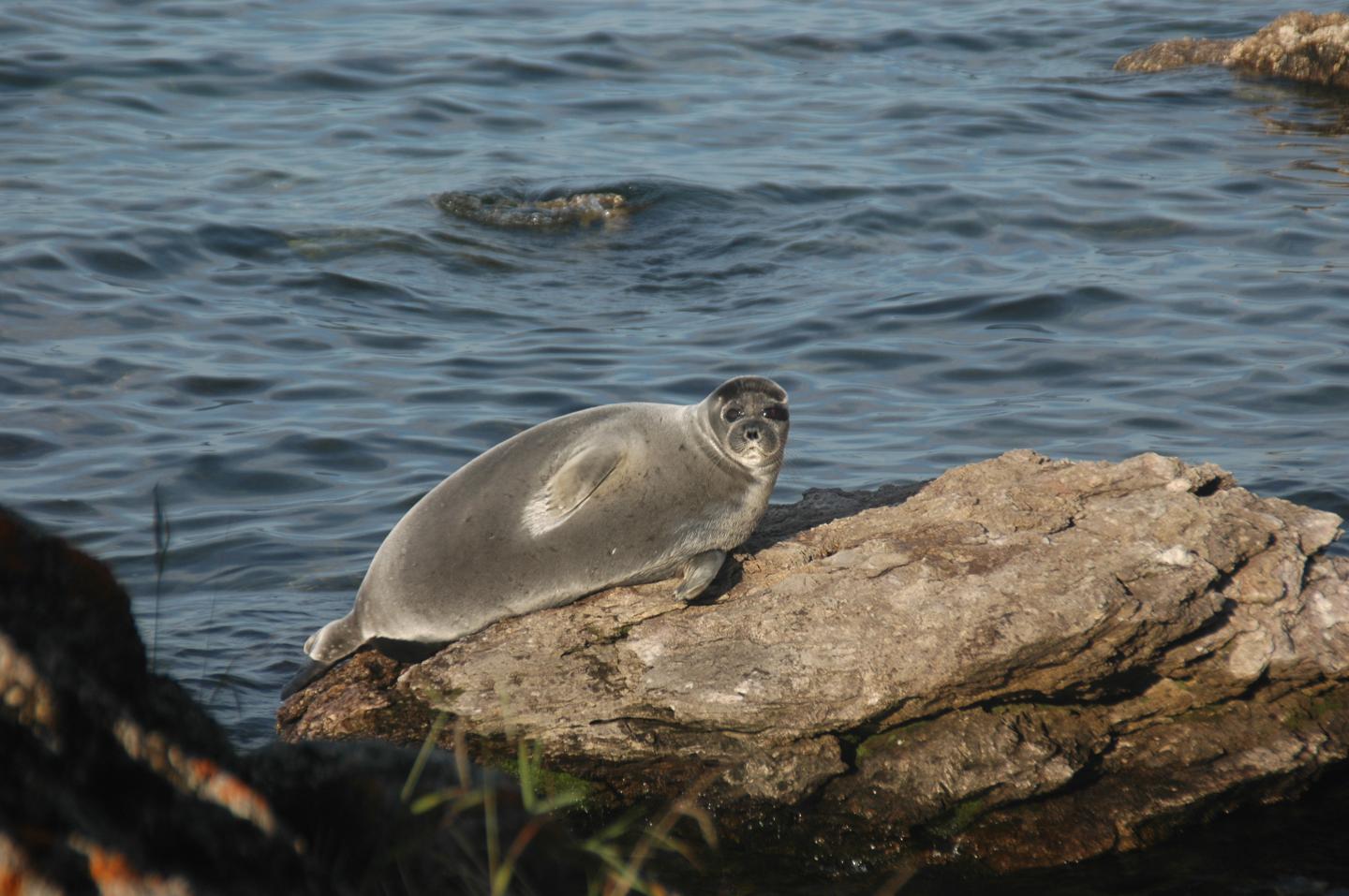 A Baikal seal in Lake Baikal. [IMAGE] | EurekAlert! Science News Releases