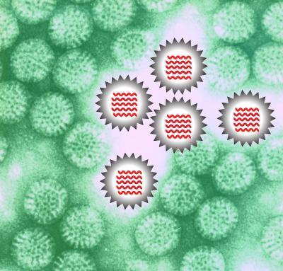 Rotavirus Particles [IMAGE] | EurekAlert! Science News Releases