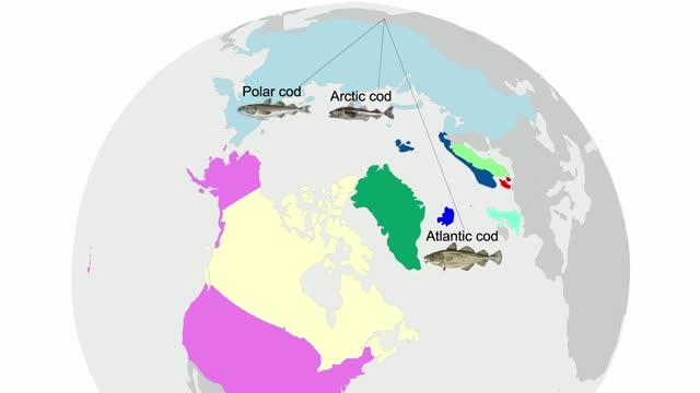 Evolution of Adaptive Cod Species Resembles a | EurekAlert!