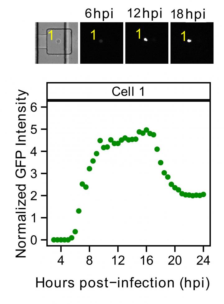 Tracking the Infection [IMAGE] | EurekAlert! Science News Releases