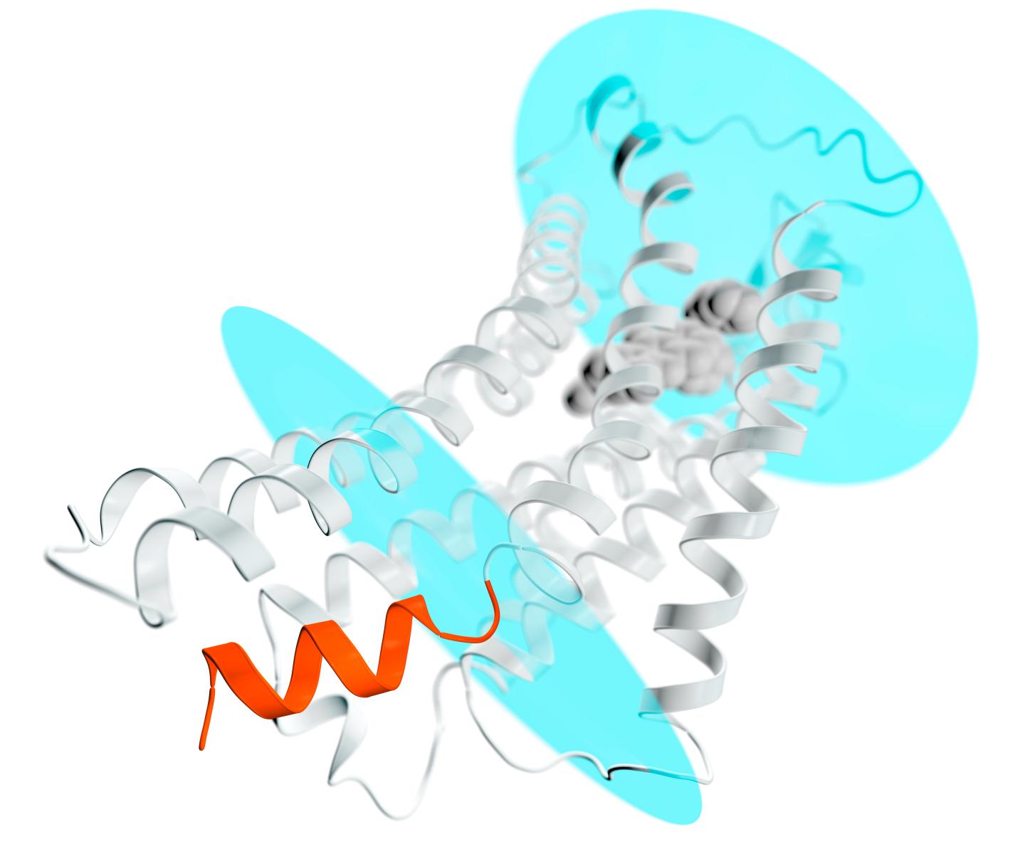 AT2 Receptor Extending through [IMAGE] | EurekAlert! Science News Releases