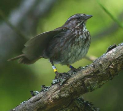 Signalers vs. strong silent types: Sparrows e | EurekAlert!