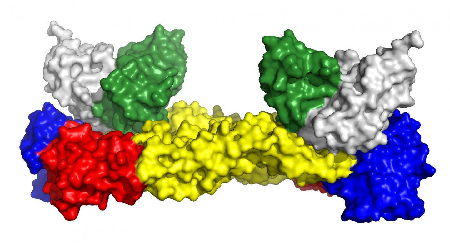 3-D Structure of Zika Virus En [IMAGE] | EurekAlert! Science News Releases